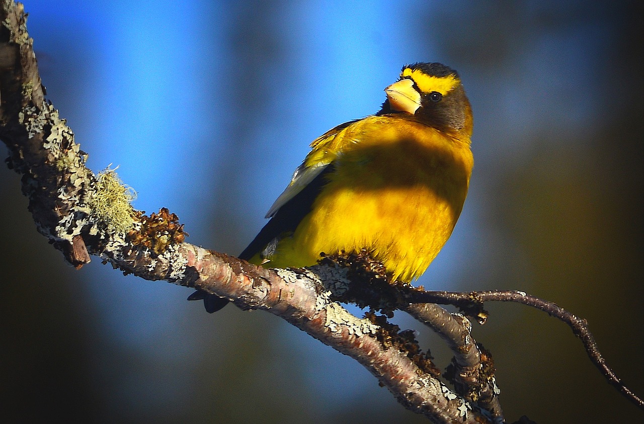 How to Attract 29 North Dakota Birds to Your Feeders - BIRD BITES