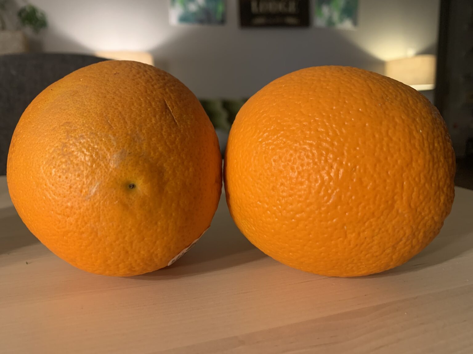 The Ultimate Bird Seed and Bird Food Guide (With Photos) - BIRD BITES