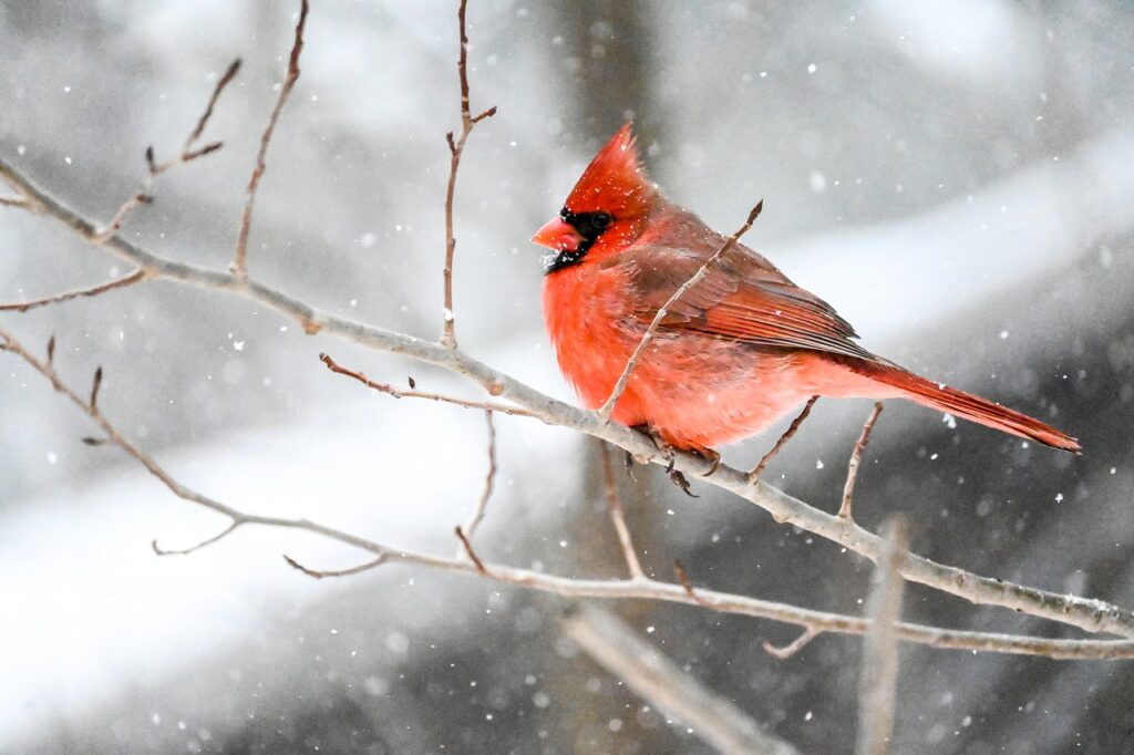 The Proven Best Bird Seed for Cardinals - BIRD BITES 2025