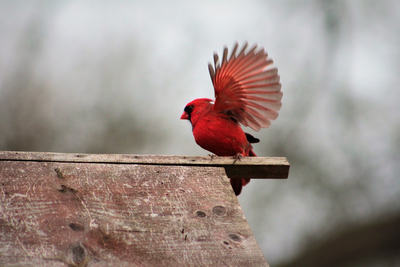 22 Unique Cardinal Facts You Likely Didn’t Know - BIRD BITES