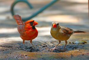 22 Unique Cardinal Facts You Likely Didn’t Know - BIRD BITES
