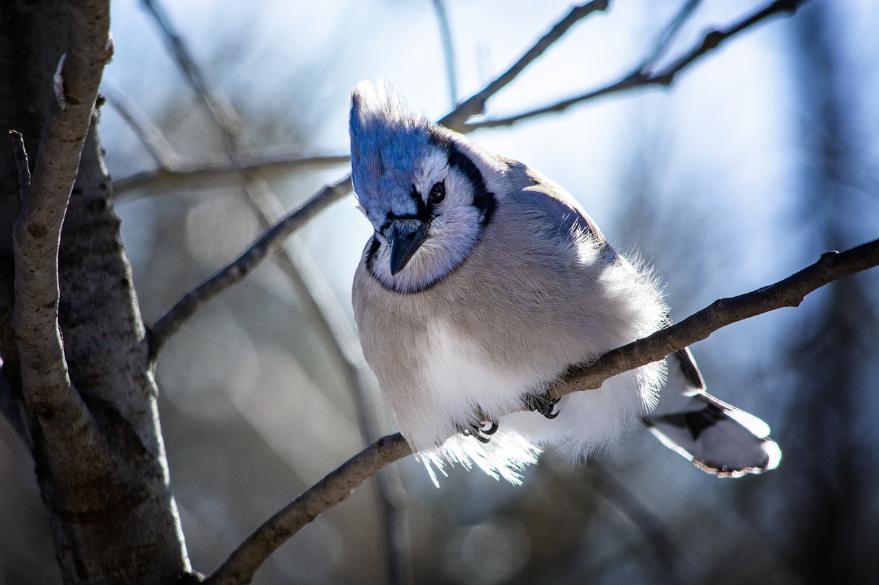 5 Unique Blue Jay Facts You Likely Didn’t Know - BIRD BITES