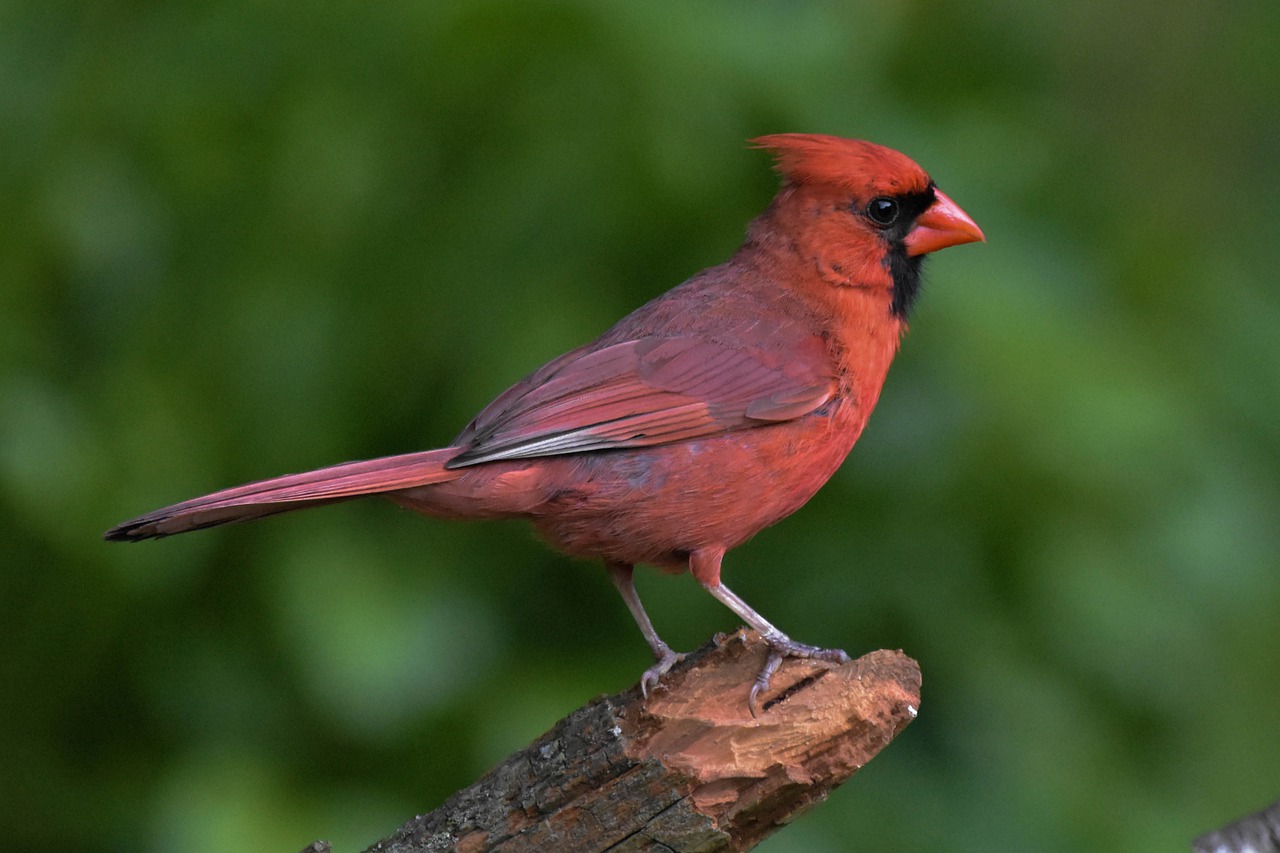 22 Unique Cardinal Facts You Likely Didn’t Know - BIRD BITES