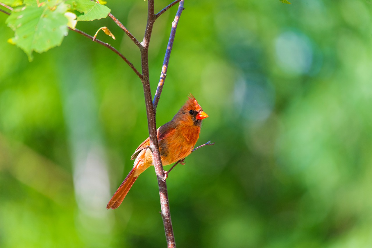 22 Unique Cardinal Facts You Likely Didn’t Know - BIRD BITES