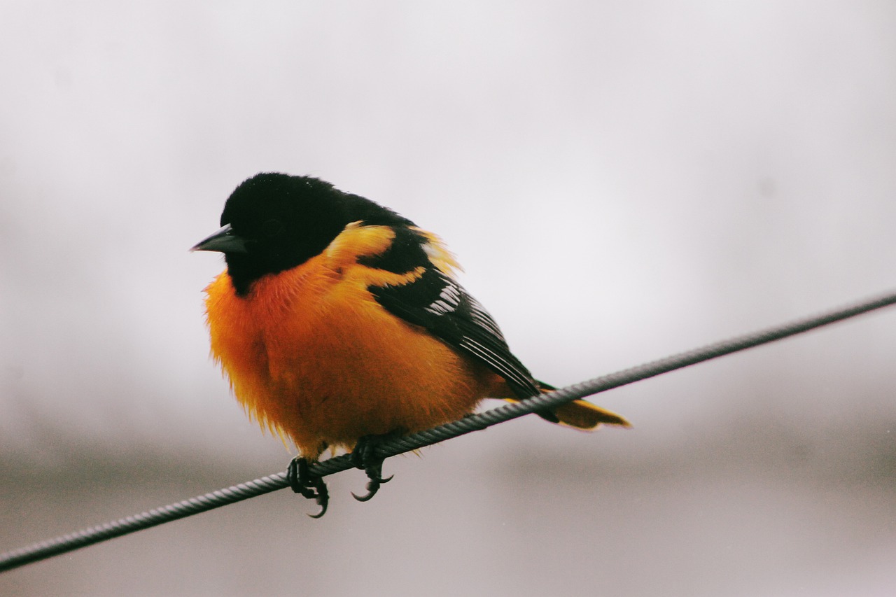 How to Attract 33 Wisconsin Birds to Your Feeders - BIRD BITES