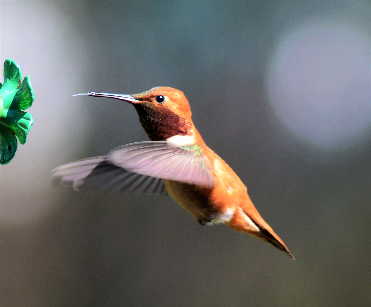 How to Attract Hummingbirds – 11 Key Strategies (With Photos) - BIRD BITES