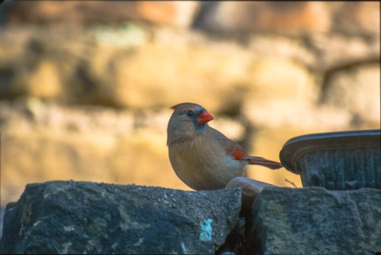22 Unique Cardinal Facts You Likely Didn’t Know - BIRD BITES