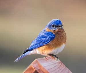 10 Birds that Love Eating Mealworms (With Photos) - BIRD BITES