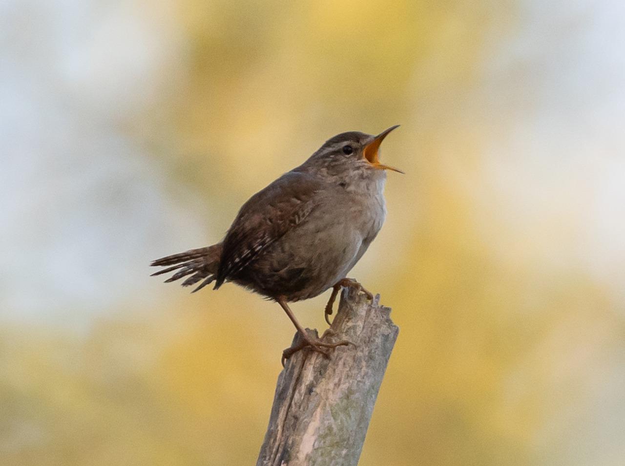 10 Birds that Love Eating Mealworms (With Photos) - BIRD BITES