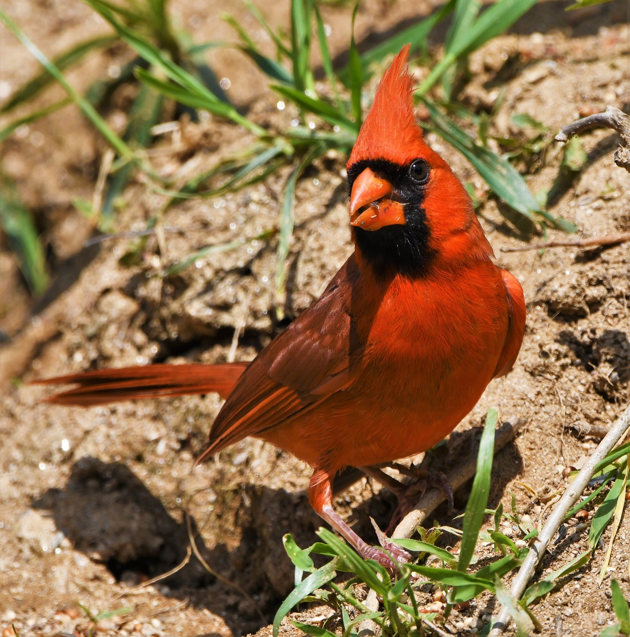 9 Birds You Can See at the Fairmont Orchid in Hawaii (Photos) - BIRD BITES