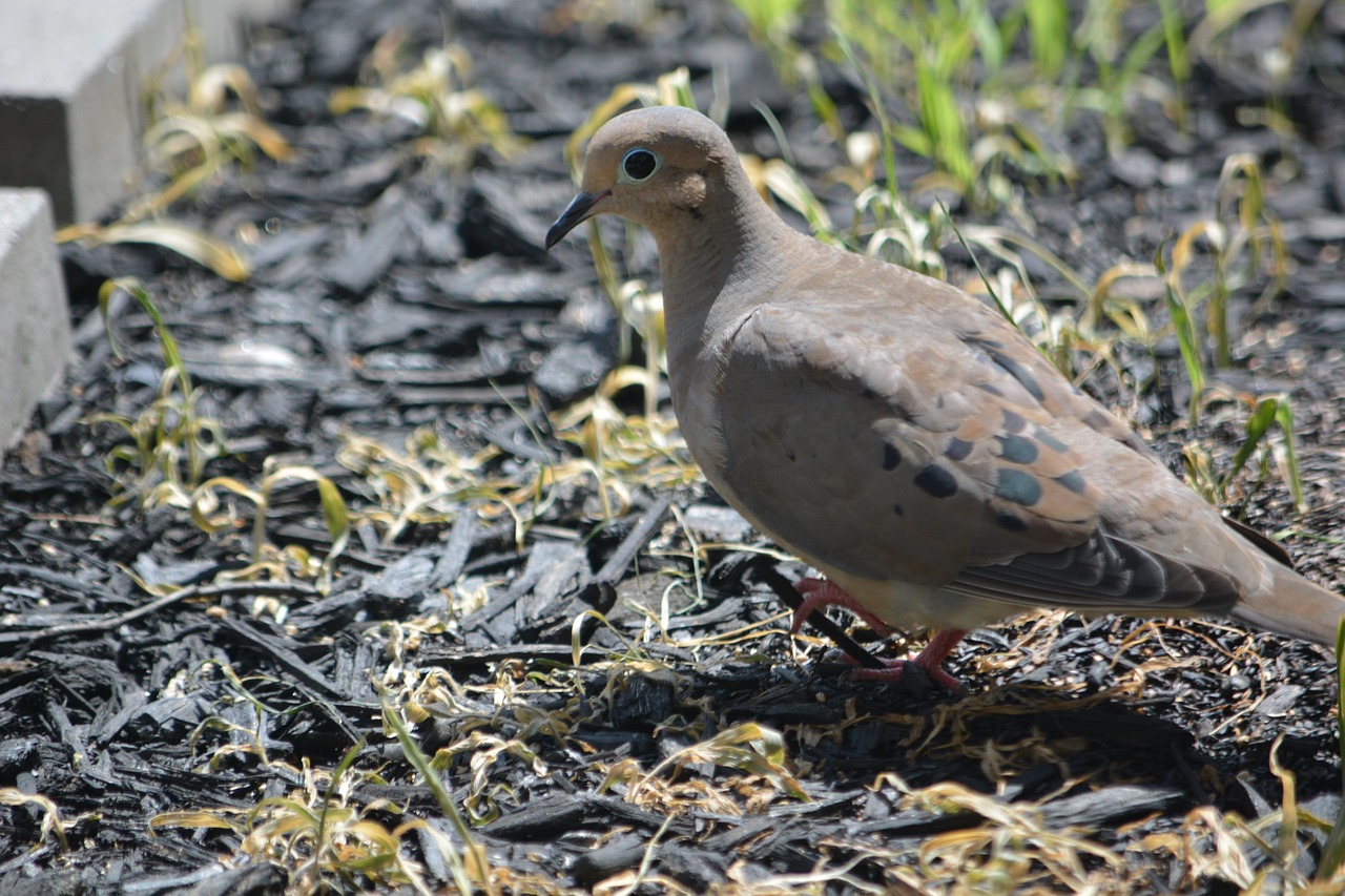 5 Tips to Bring Mourning Doves to Your Yard - BIRD BITES