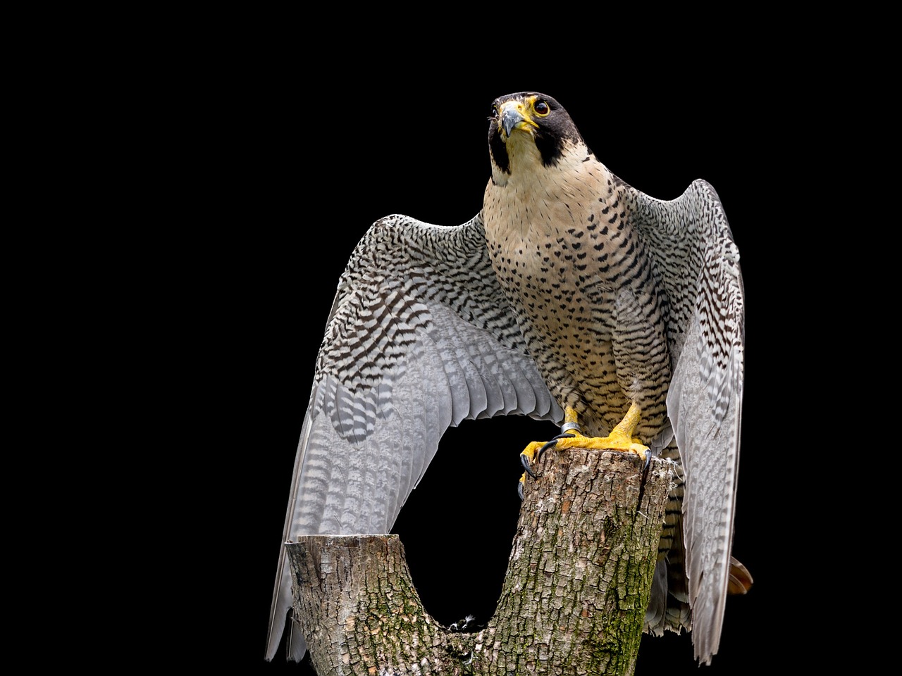 The Favorite Birds of 8 Famous People - BIRD BITES