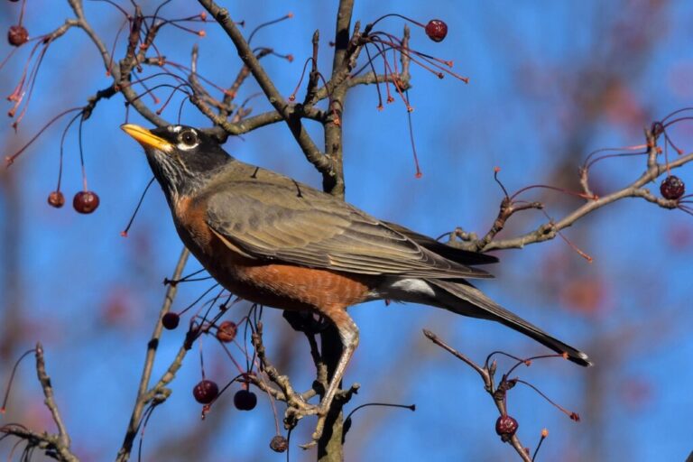 How to Attract 32 Minnesota Birds to Your Feeders (With Photos) - BIRD ...